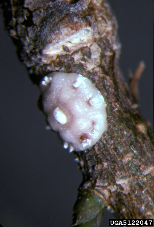 Florida wax scale (Ceroplastes floridensis Comstock)