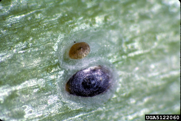 armored scale (Hemiberlesia gliwicensis)