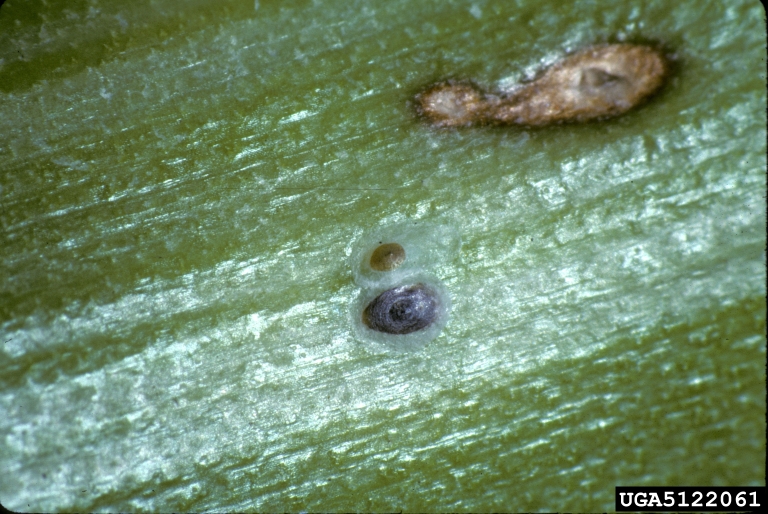 armored scale (Hemiberlesia gliwicensis)