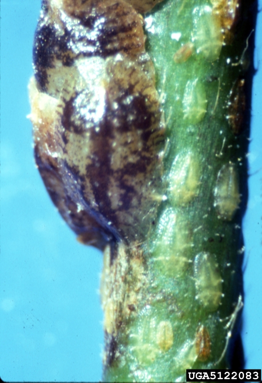 brown soft scale (Coccus hesperidum Linnaeus)