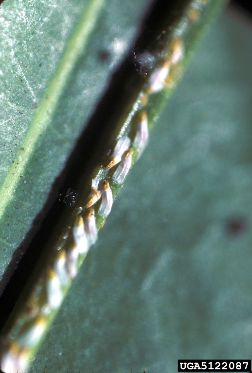 pine scale (Chionaspis heterophyllae)