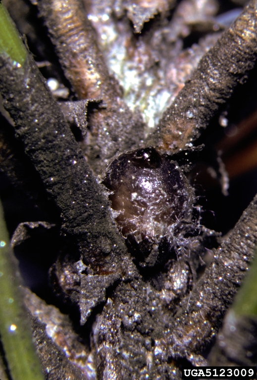 monterey pine scale (Physokermes insignicola)