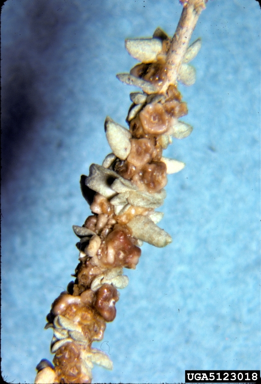 soft scale (Ceroplastes irregularis Cockerell, 1893)