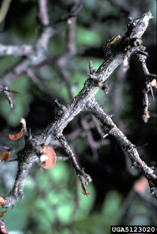 Japanese maple scale (Lopholeucaspis japonica)