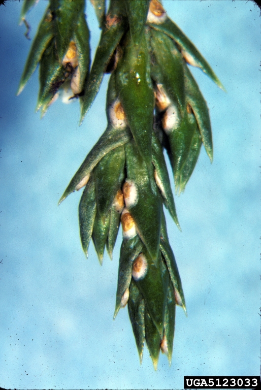 juniper scale (Carulaspis juniperi (Bouché))