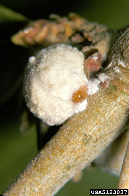 kermes scales (Genus Kermes)