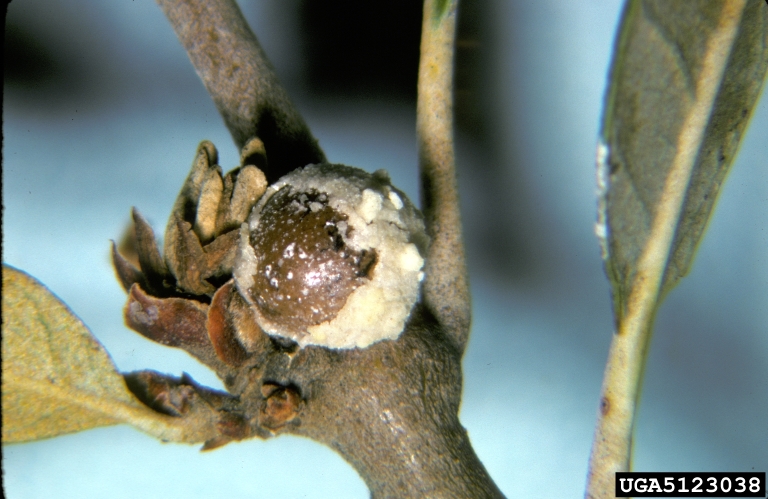 kermes scales (Genus Kermes)