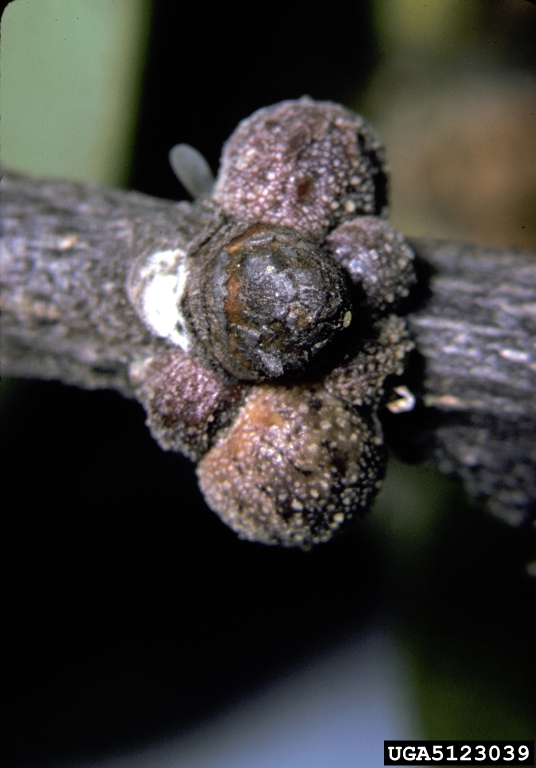 kermes scales (Genus Kermes)