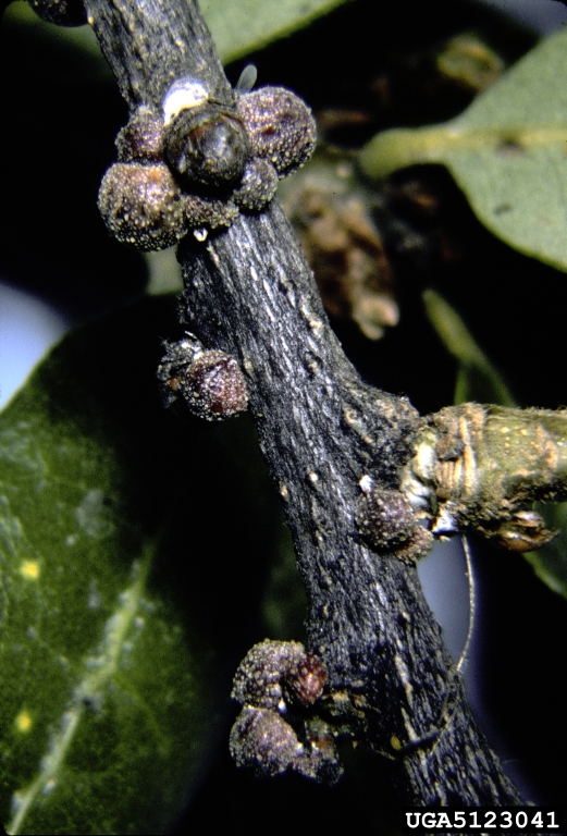 kermes scales (Genus Kermes Boitard, 1828)