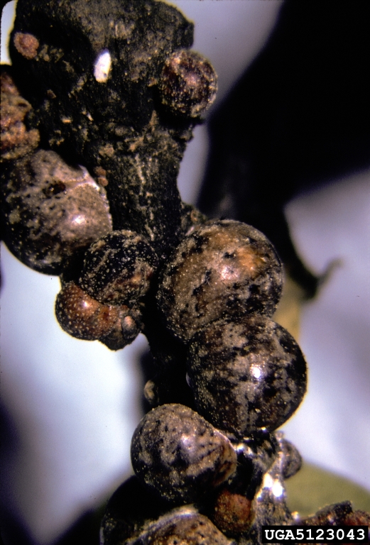 kermes scales (Genus Kermes)