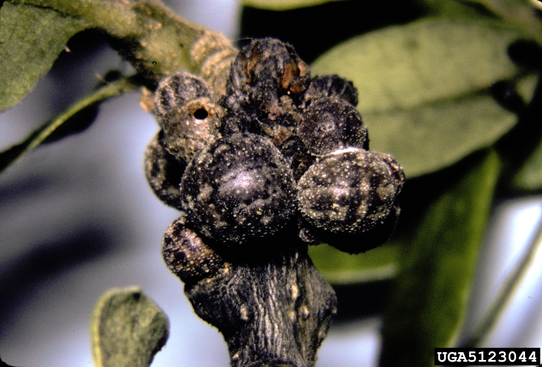 kermes scales (Genus Kermes)