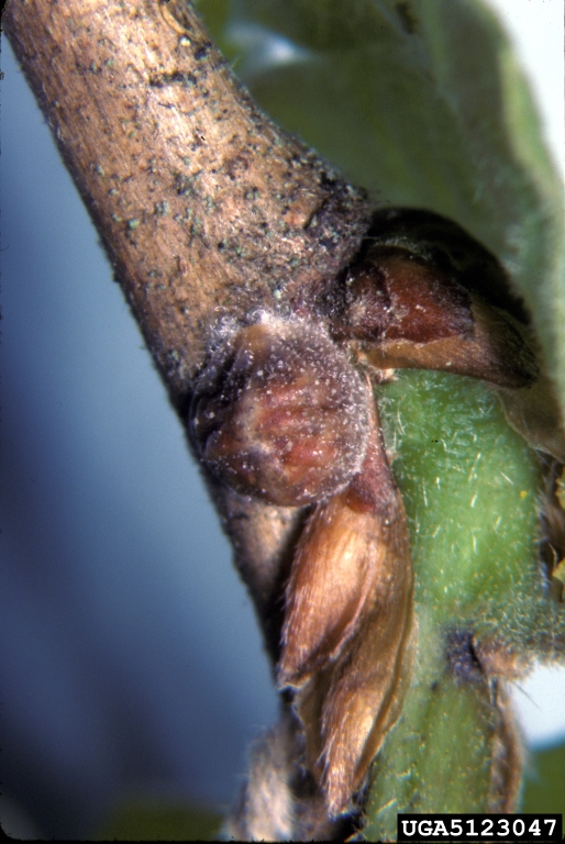 kermes scales (Genus Kermes)