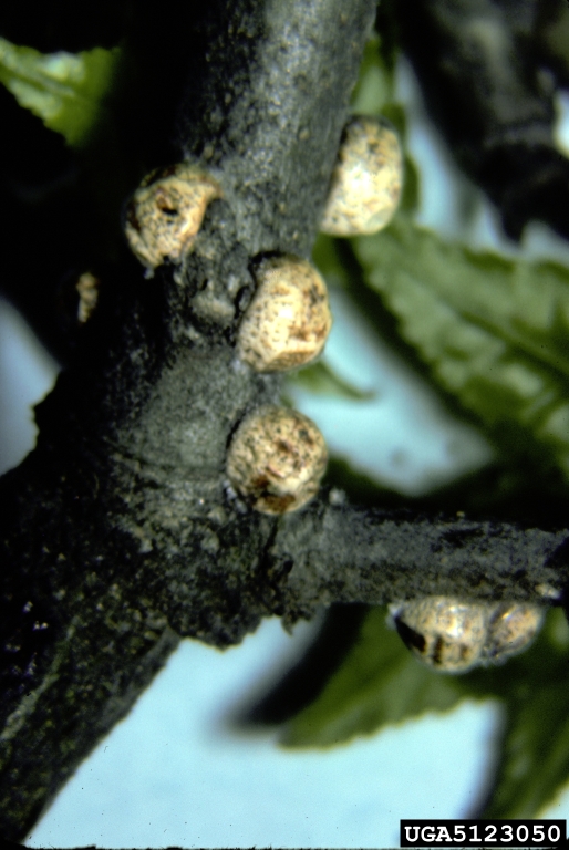 kermes scales (Genus Kermes Boitard, 1828)