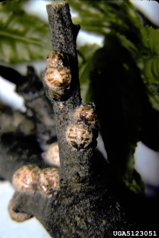 kermes scales (Genus Kermes)