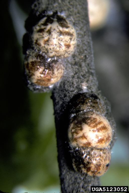 kermes scales (Genus Kermes)