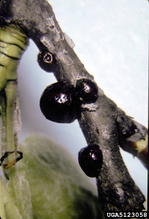 soft scale (Eulecanium kunoensis ) on pear (Pyrus spp. ) - 5123058