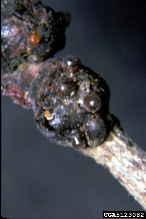 lac scale (Tachardiella larreae Comstock, 1882)