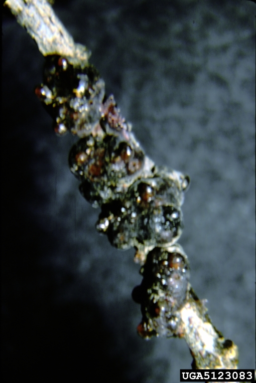 lac scale (Tachardiella larreae Comstock, 1882)