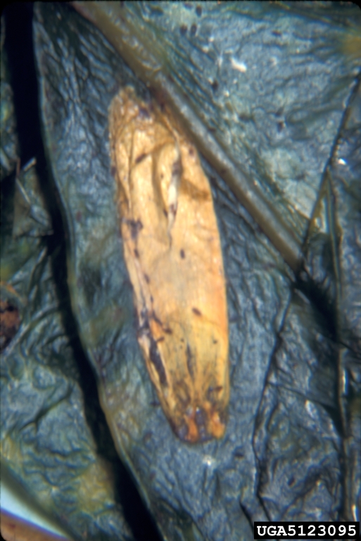 soft scale (Philephedra lutea)