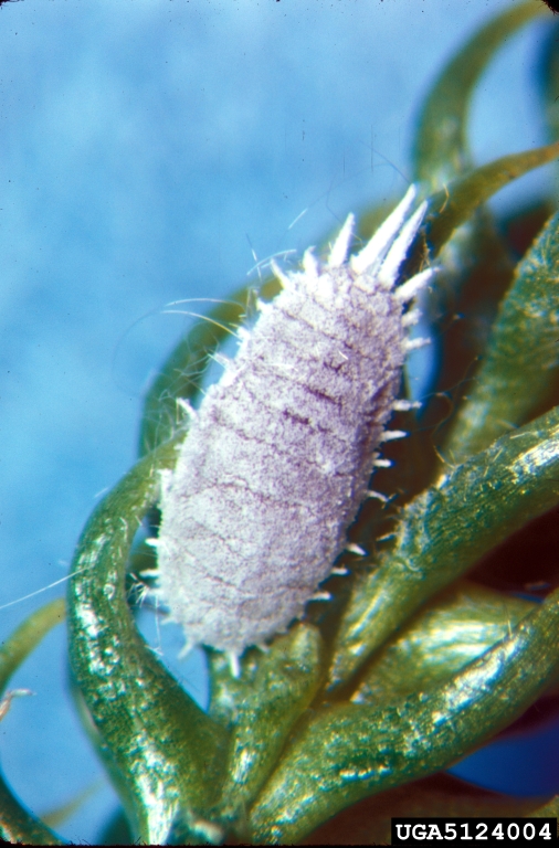 mealybug (Pseudococcus lycopodii)