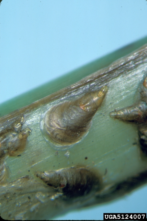 armored scale (Lepidosaphes pinnaeformis Maskell, 1898)