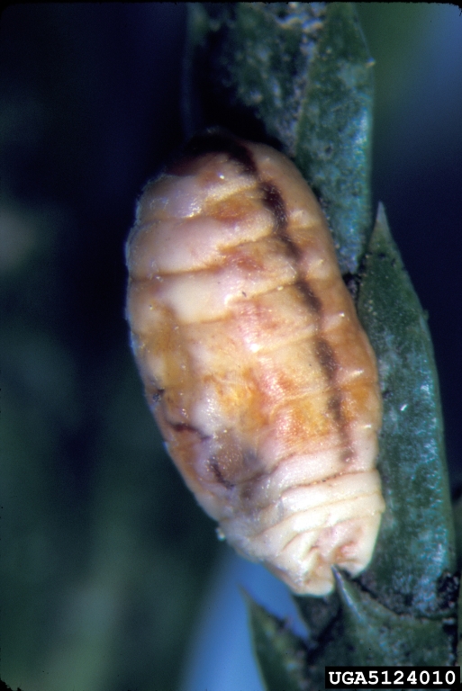 giant coccid (Xylococculus macrocarpae Coleman, 1908)