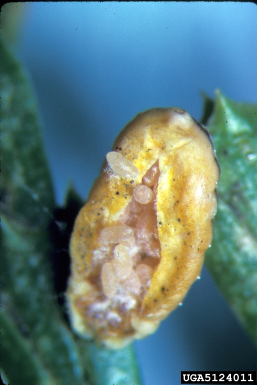 giant coccid (Xylococculus macrocarpae Coleman, 1908)