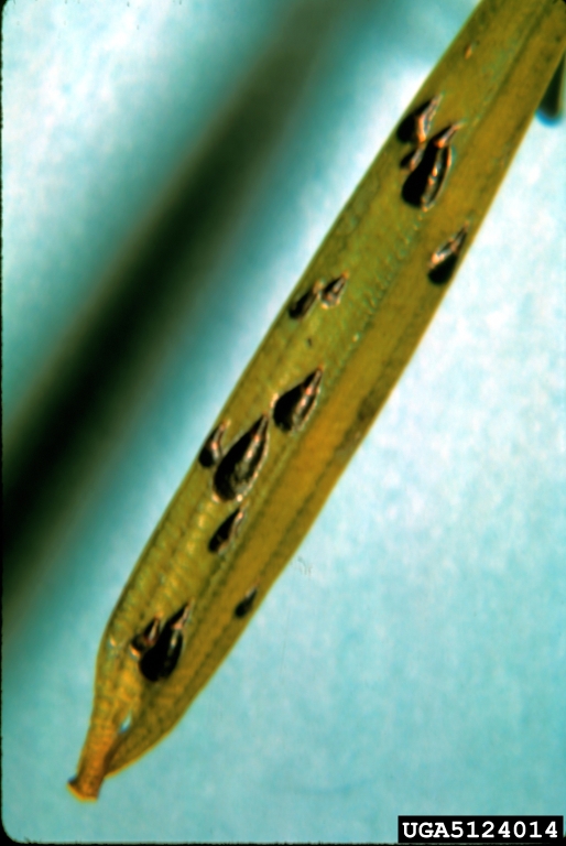 armored scales (Genus Lepidosaphes Shimer, 1868)