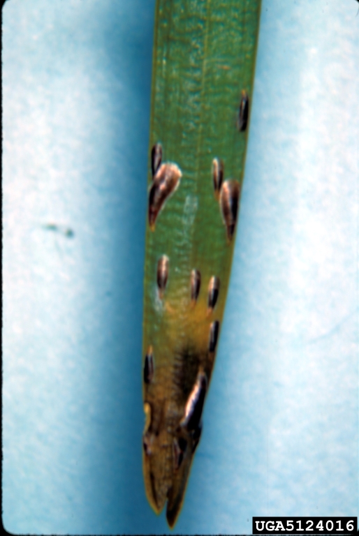 armored scales (Genus Lepidosaphes Shimer, 1868)