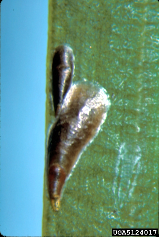 armored scales (Genus Lepidosaphes Shimer, 1868)