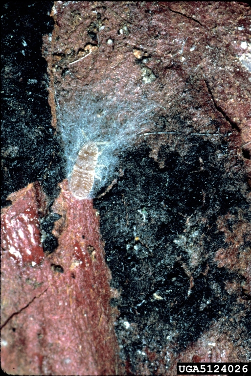 giant coccid (Xylococculus macrocarpae Coleman, 1908)