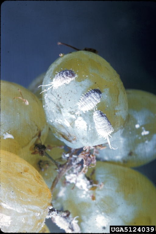 grape mealybug (Pseudococcus maritimus)