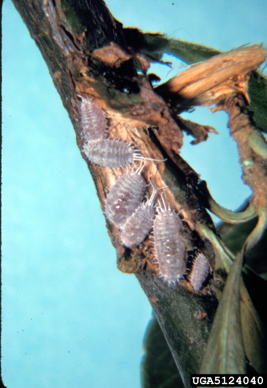grape mealybug (Pseudococcus maritimus)