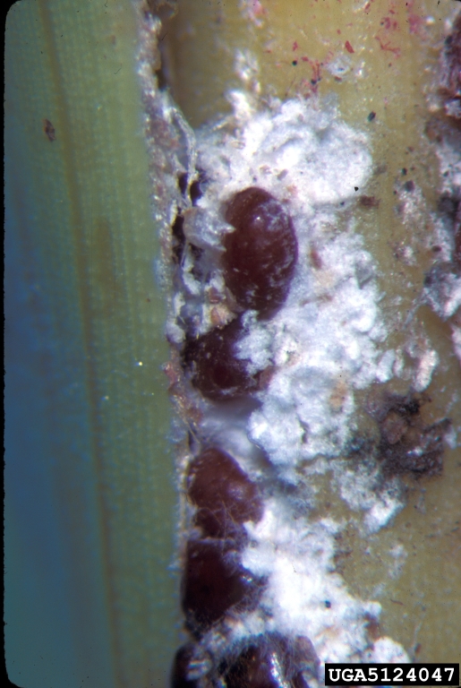 red date scale (Phoenicococcus marlatti Cockerell)