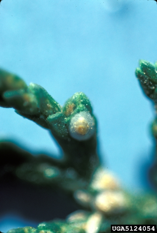 bermuda cedar scale (Carulaspis minima)