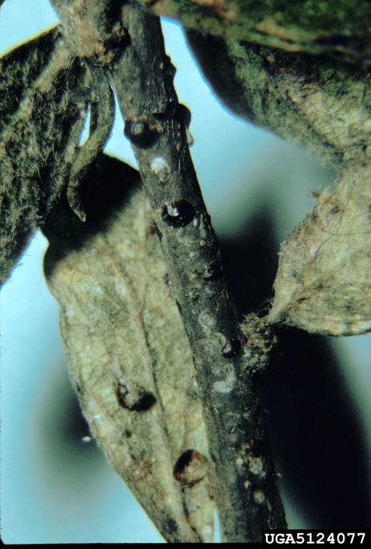 terrapin scale (Mesolecanium nigrofasciatum (Pergande))