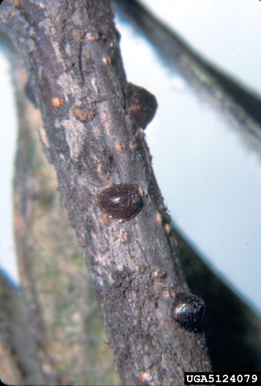 terrapin scale (Mesolecanium nigrofasciatum (Pergande))