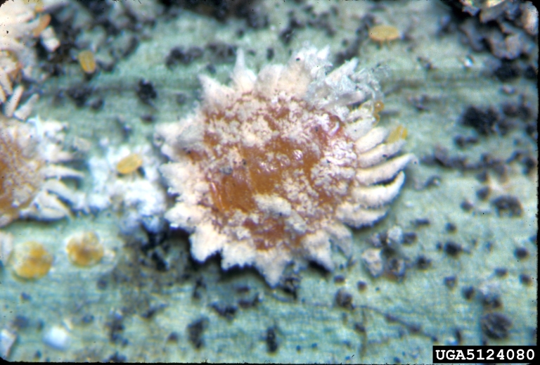 coconut mealybug (Nipaecoccus nipae)