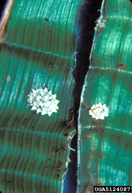coconut mealybug (Nipaecoccus nipae)