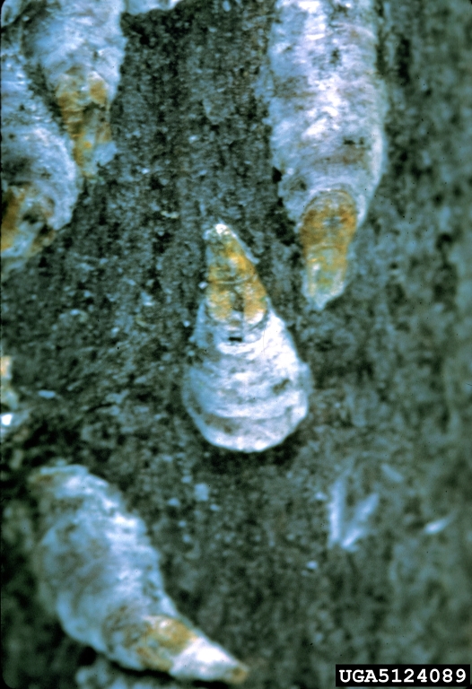 armored scale (Chionaspis nyssae Comstock, 1881)