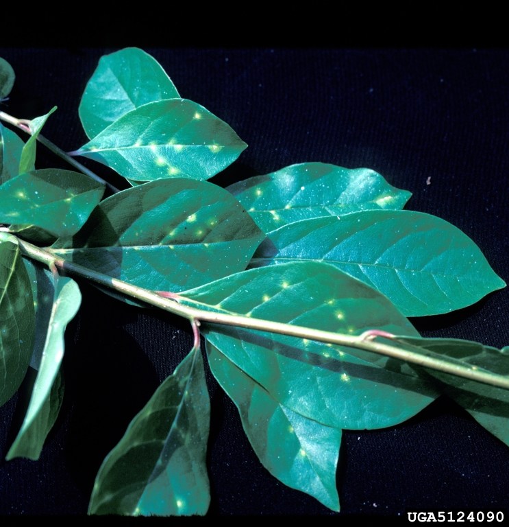 armored scale (Chionaspis nyssae)