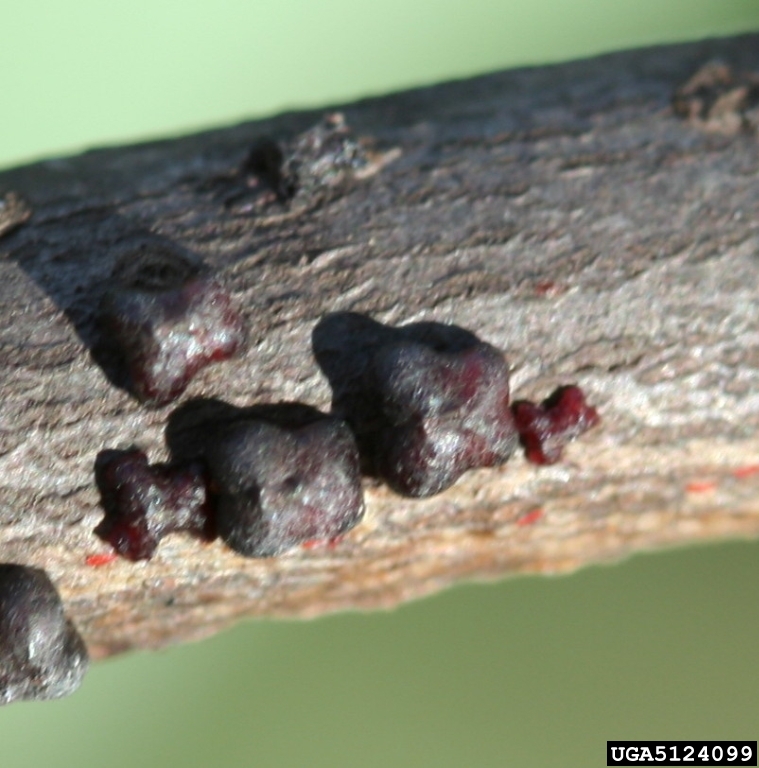 lobate lac scale (Paratachardina pseudolobata)