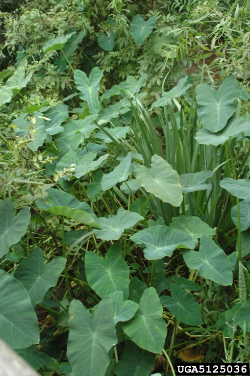 coco yam, wild taro (Colocasia esculenta (L.) Schott)