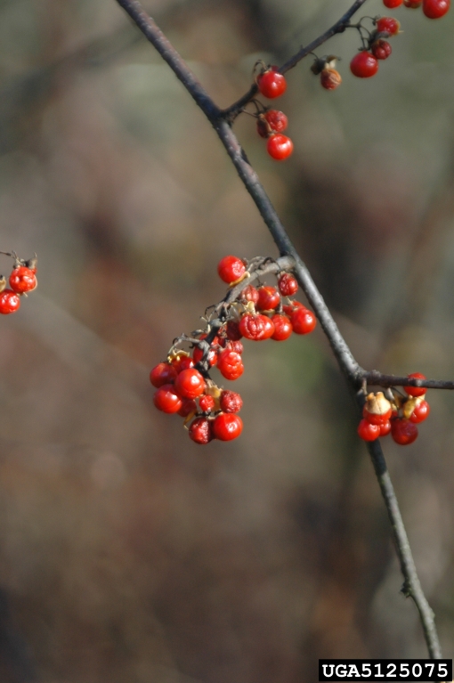 round leaf bittersweet (Celastrus orbiculatus Thunb.)