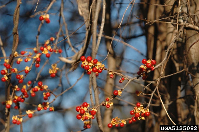 round leaf bittersweet (Celastrus orbiculatus Thunb.)