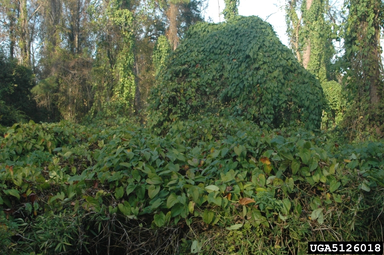 winged yam (Dioscorea alata L.)