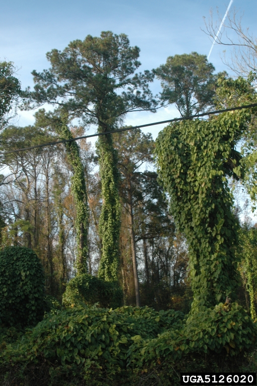 winged yam (Dioscorea alata L.)
