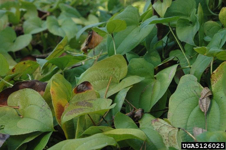 winged yam (Dioscorea alata L.)
