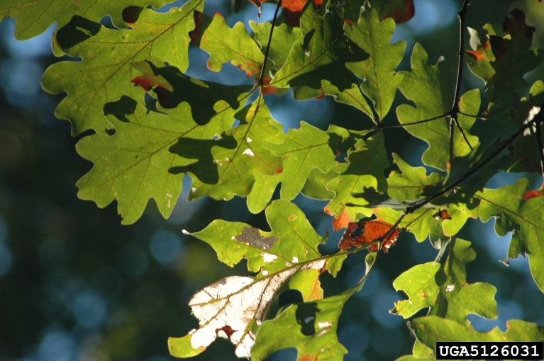 white oak (Quercus alba)
