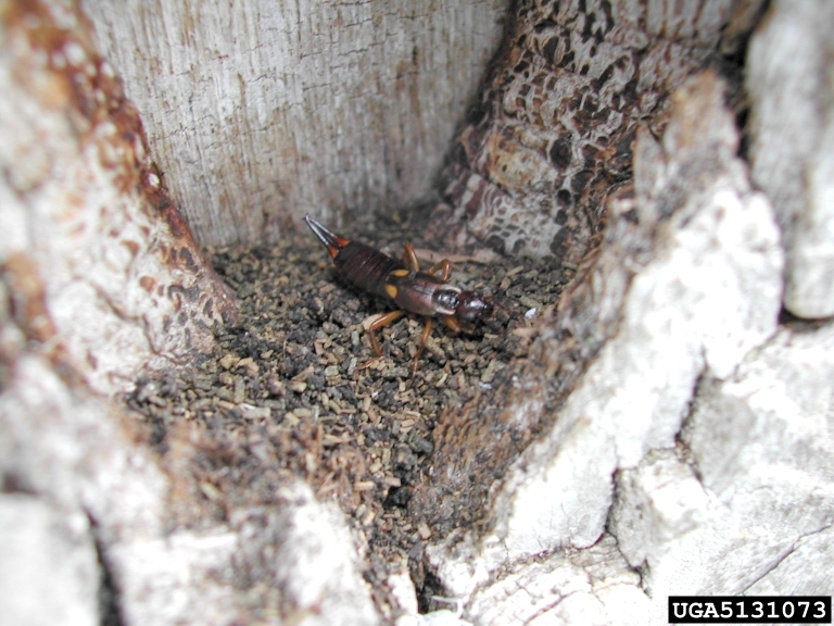 earwig (Order Dermaptera)